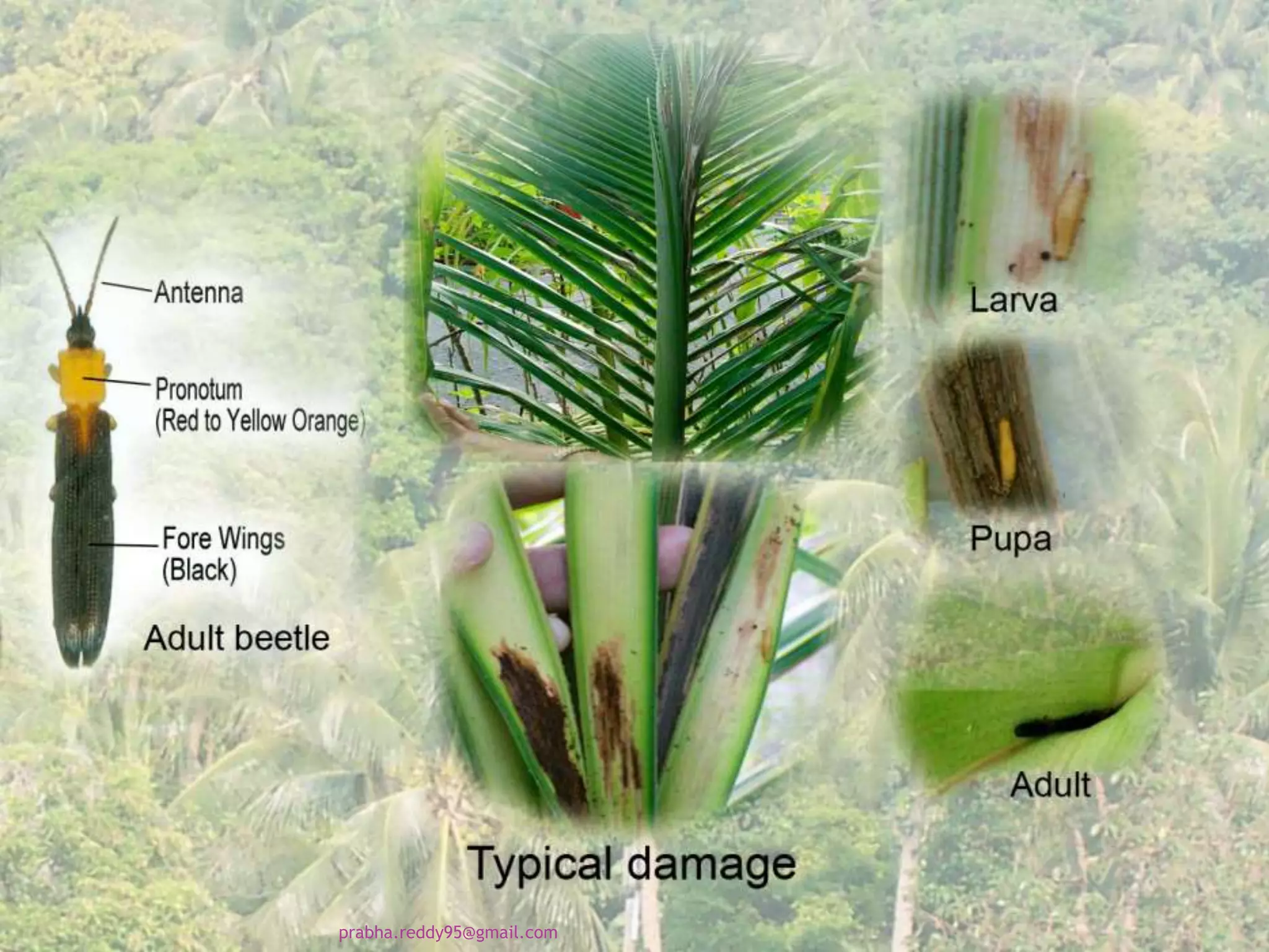 Invasive and alien insect pests impact in india | PPTX