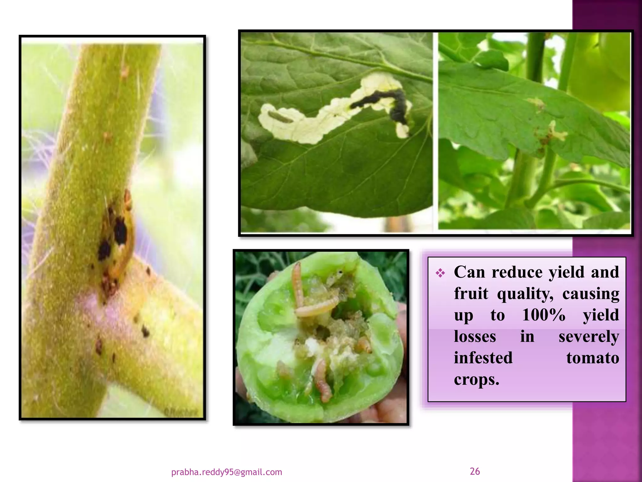 Invasive and alien insect pests impact in india | PPTX