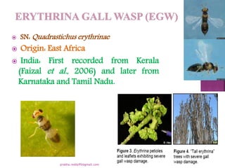 Invasive and alien insect pests impact in india | PPTX