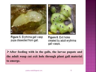 Invasive and alien insect pests impact in india | PPTX