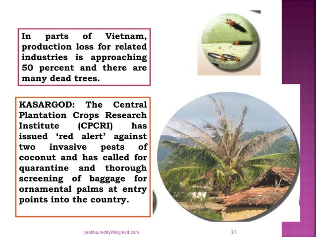 Invasive and alien insect pests impact in india | PPTX | Agriculture ...