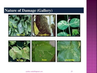 Invasive and alien insect pests impact in india | PPTX