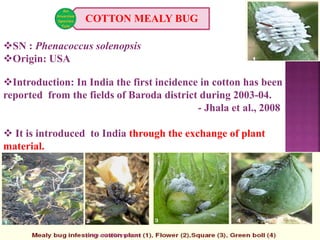Invasive and alien insect pests impact in india | PPTX