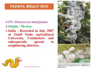 Invasive and alien insect pests impact in india | PPTX