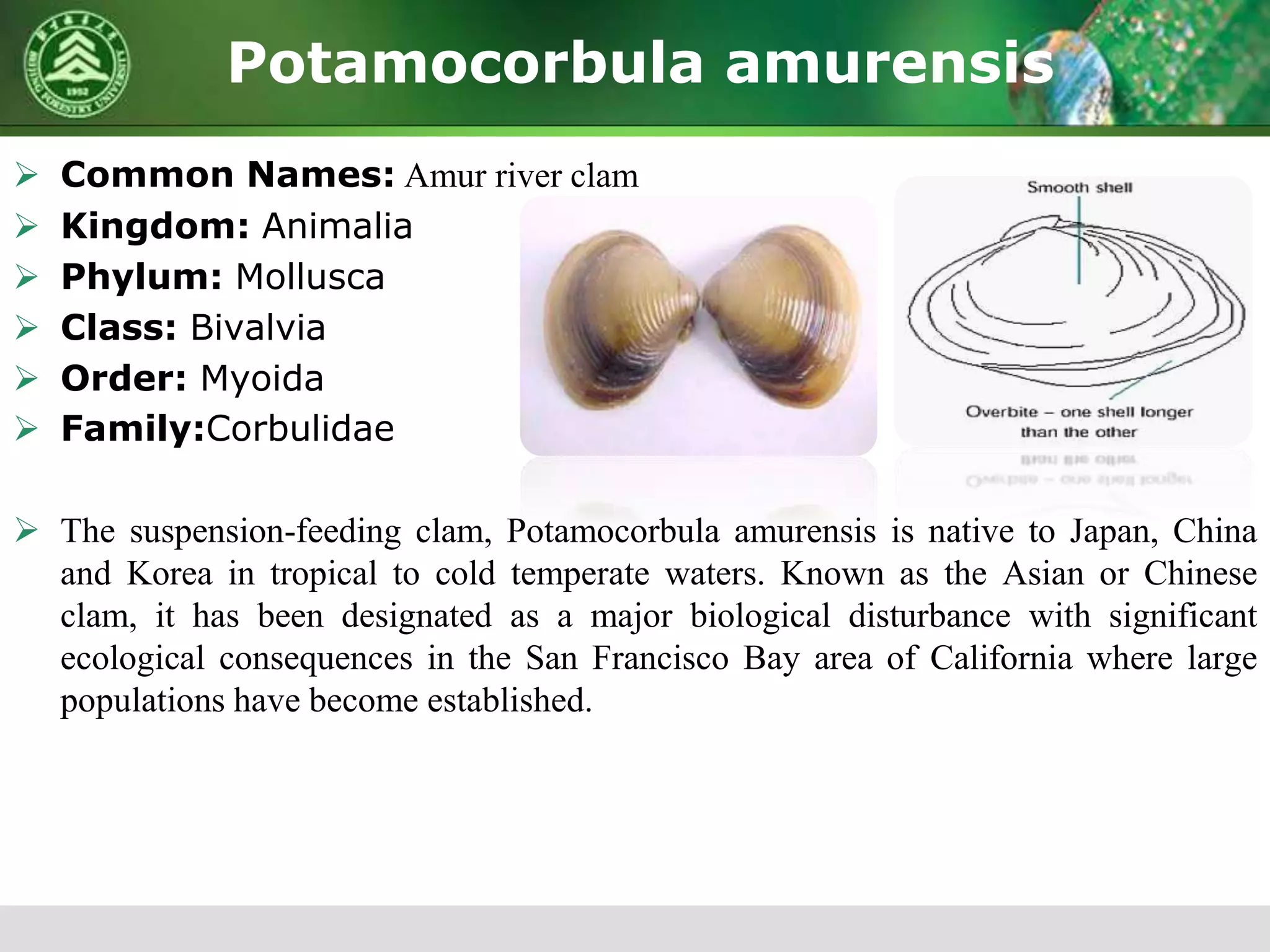 Invasive biology | PPTX