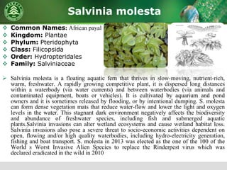 Invasive biology | PPT