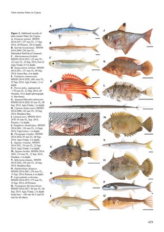 Invasive fish in Cyprus, by I Dive Cyprus | PDF
