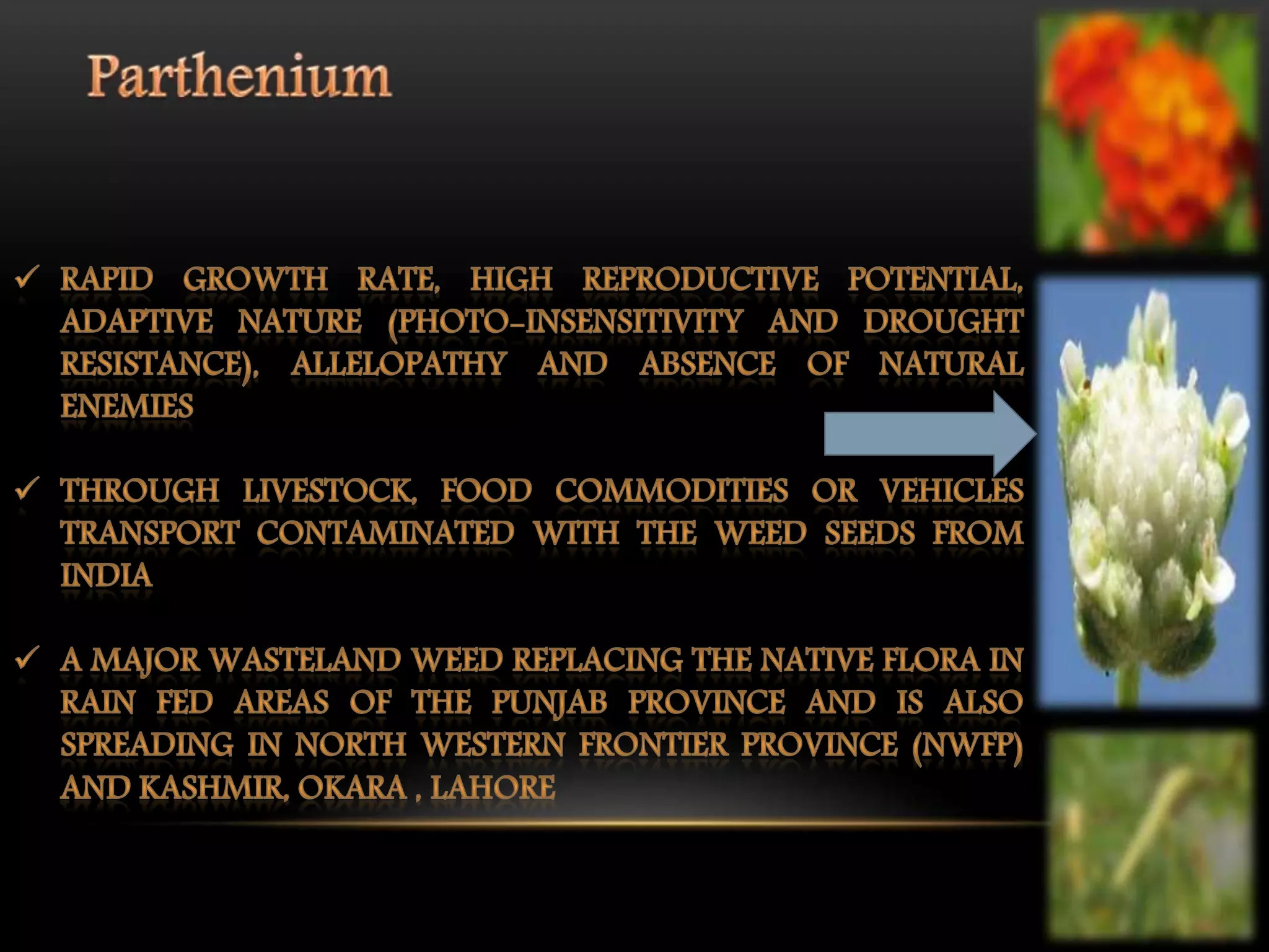 Invasive flora of pakistan | PPTX