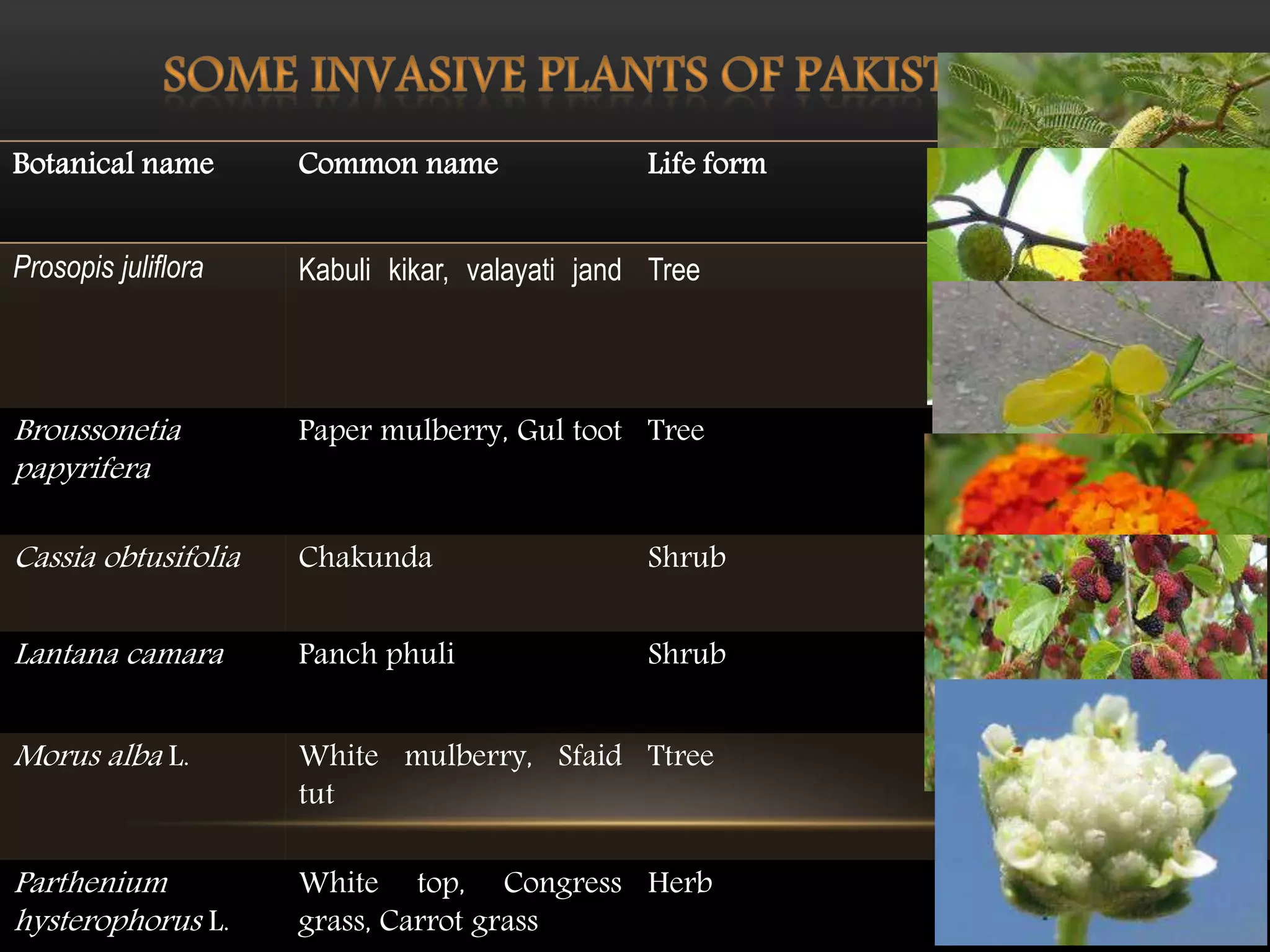 Invasive flora of pakistan | PPTX