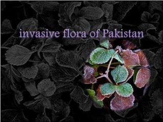 Invasive flora of pakistan | PPTX