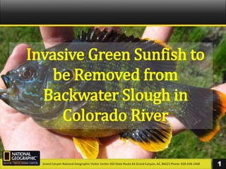 Invasive Green Sunfish to be Removed from Backwater Slough In Colorado ...