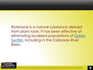 Invasive Green Sunfish to be Removed from Backwater Slough In Colorado ...