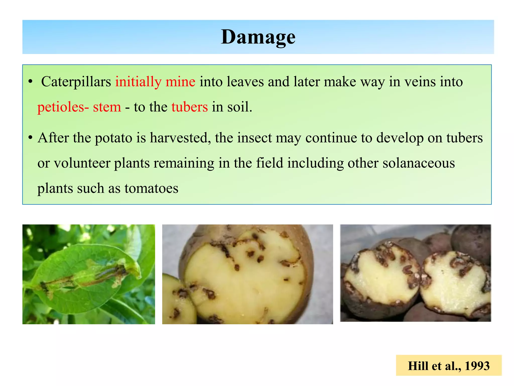 Invasive insect pest.pptx | PPTX