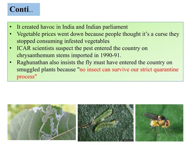 Invasive insect pest.pptx | PPTX | Gardening | Home & Garden