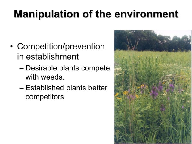 Invasive plant management milton | PPT