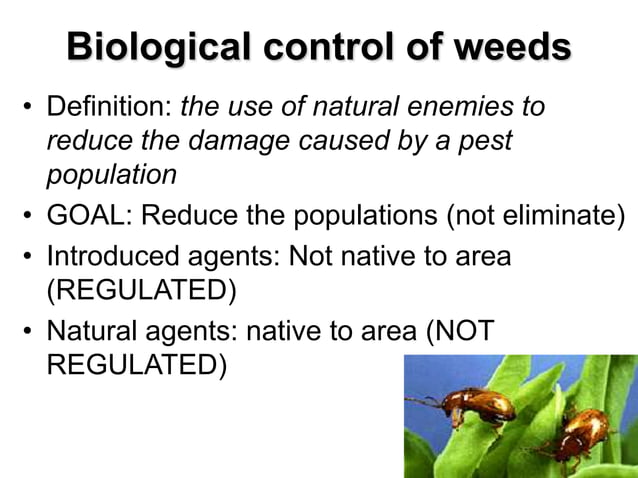 Invasive plant management milton | PPT