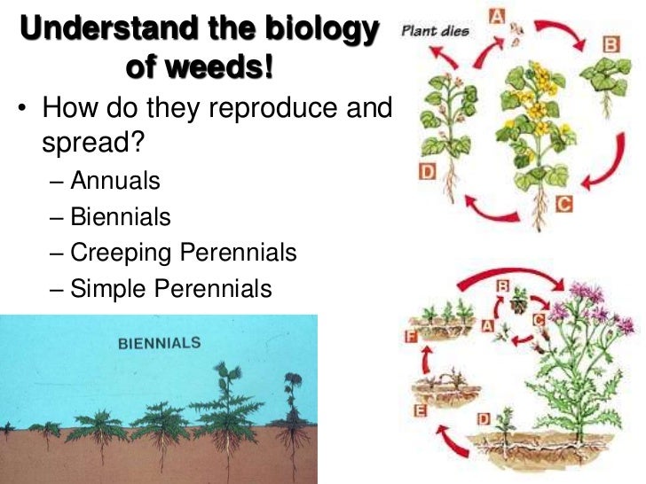 Invasive plant management milton
