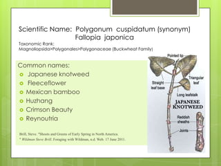 Invasive plant species | PPTX
