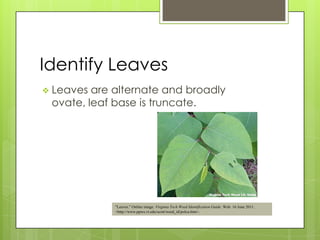 Invasive plant species | PPTX