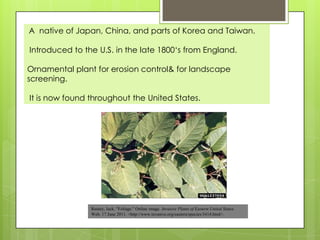 Invasive plant species | PPTX