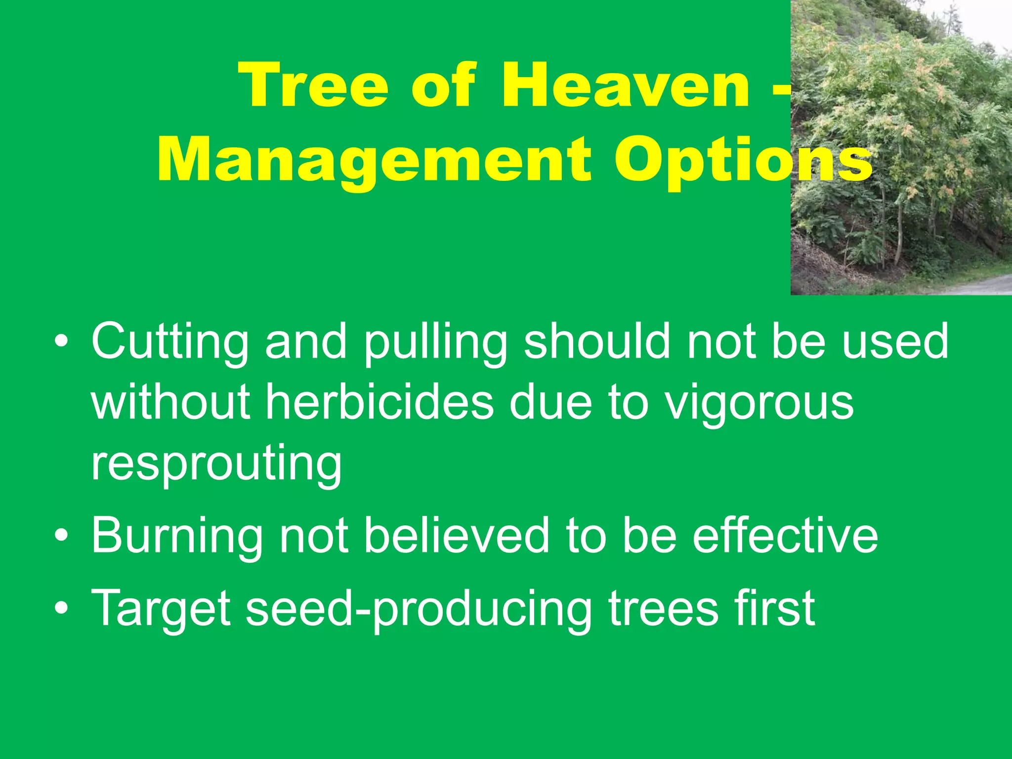 Tree of Heaven -- Ailanthus altissima | PDF | Gardening | Home & Garden