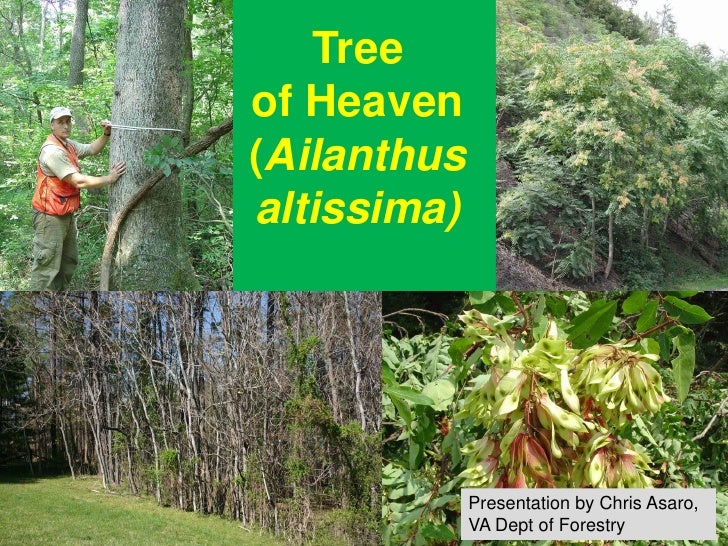 Tree Of Heaven Identification