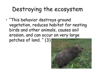 Invasive species | PPT