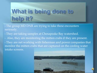 Chinese mitten crab | PPT