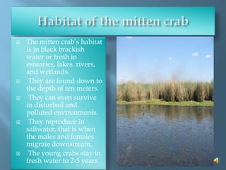 Chinese mitten crab | PPTX