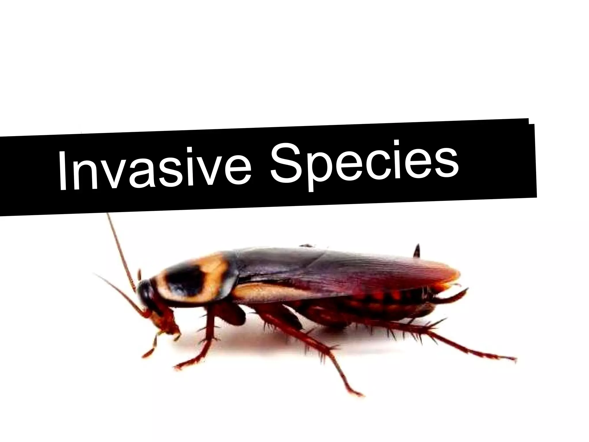 Invasive Species | PPT