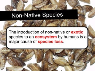 Invasive Species | PPT