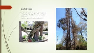 Invasive species in North Carolina | PPTX