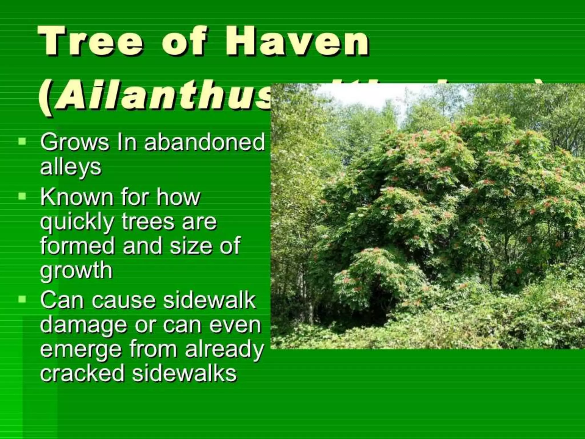 Invasive species A Lecture By Mr Allah Dad Khan Visiting Professor the ...