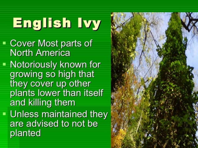 Invasive species A Lecture By Mr Allah Dad Khan Visiting Professor the ...