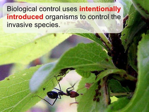 Invasive species A Lecture By Mr Allah Dad Khan Visiting Professor the ...