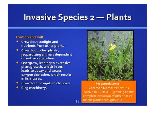 Invasive species A Lecture By Mr Allah Dad Khan Visiting Professor the ...