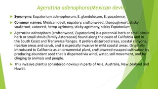 Invasive Species.pptx