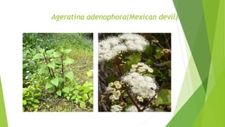 Invasive Species.pptx