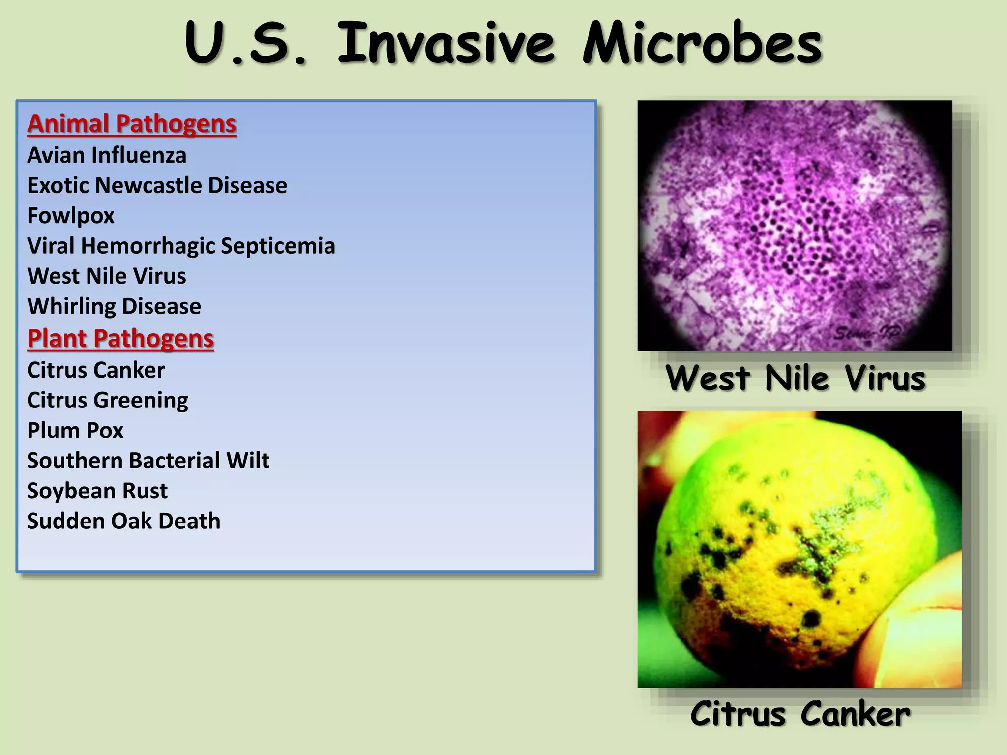 Invasive Species.ppsx
