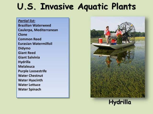 Invasive Species.ppsx