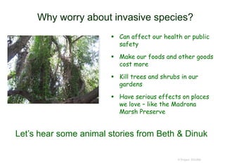 Invasive species action week | PDF