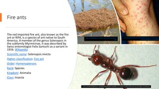 Invasive species | PPT