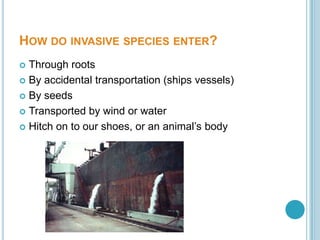 Invasive species powerpoint | PPTX
