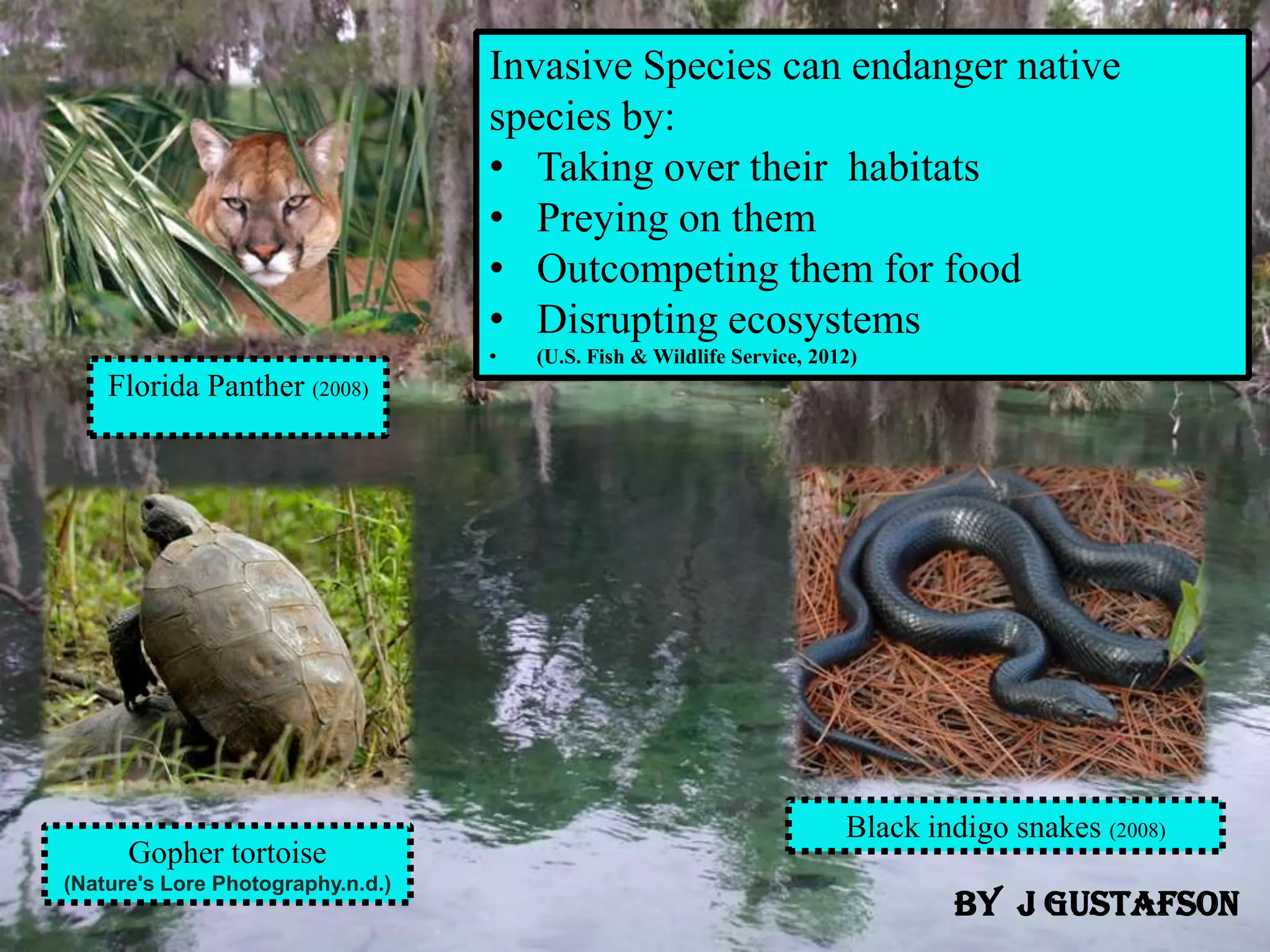 Invasive species presentation completed | PPTX