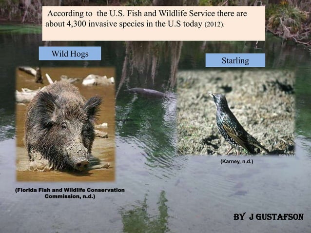 Invasive species presentation completed | PPTX