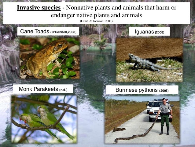 Invasive Species Examples