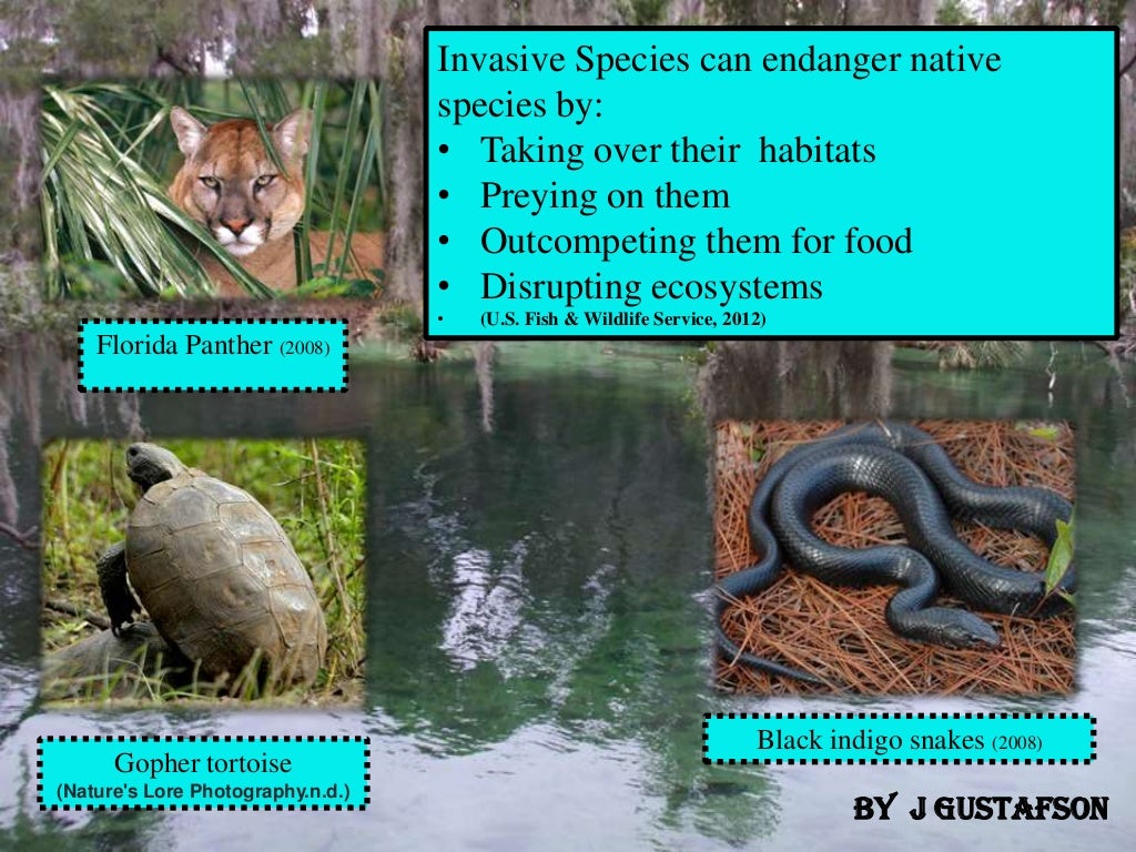 Invasive species presentation completed