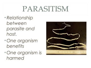 Invasive species & symbiosis | PPT