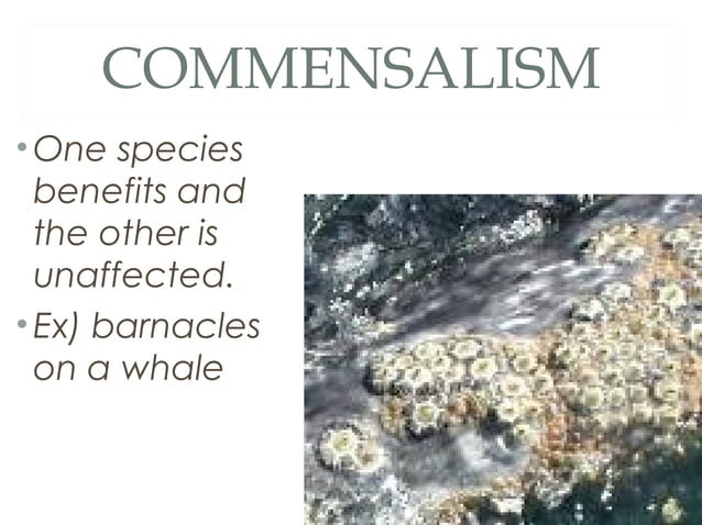 Invasive species & symbiosis | PPT