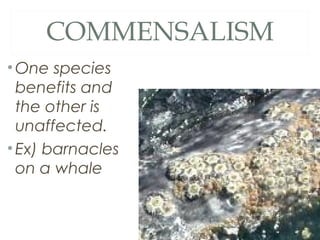 Invasive species & symbiosis | PPT